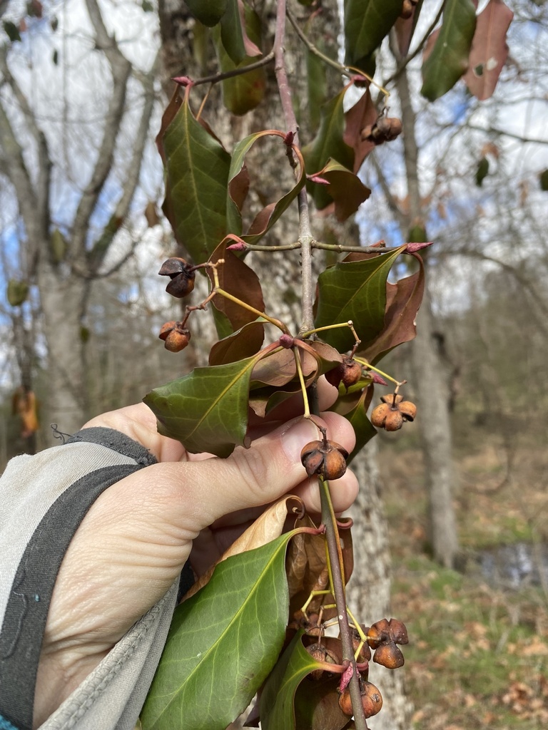 fortune's spindle from James River National Wildlife Refuge, Hopewell ...