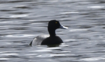 Lesser Scaup from Randolph County, WV, USA on February 13, 2024 at 12: ...