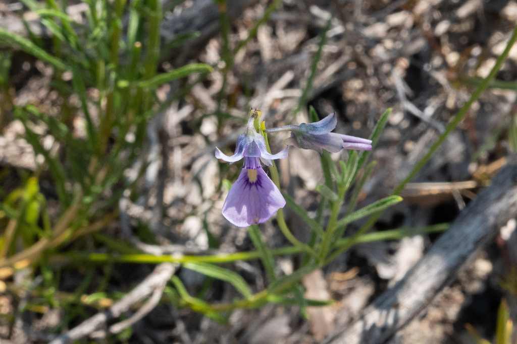 wild violet from Hill River WA 6521, Australia on October 17, 2023 at ...