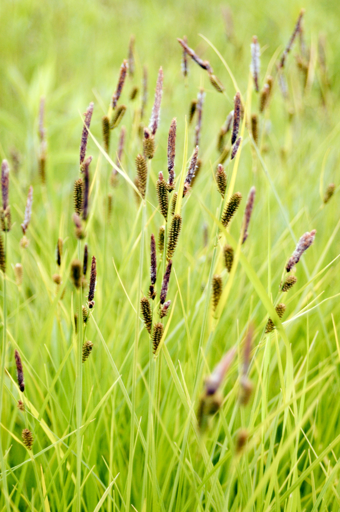 tussock sedge (Carex stricta) - Botanical Realm