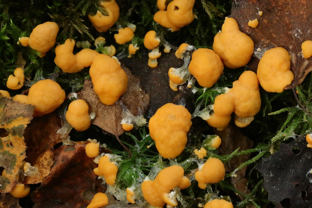 Lignydium muscorum from Красносельский р-н, Костромская обл., Россия on ...
