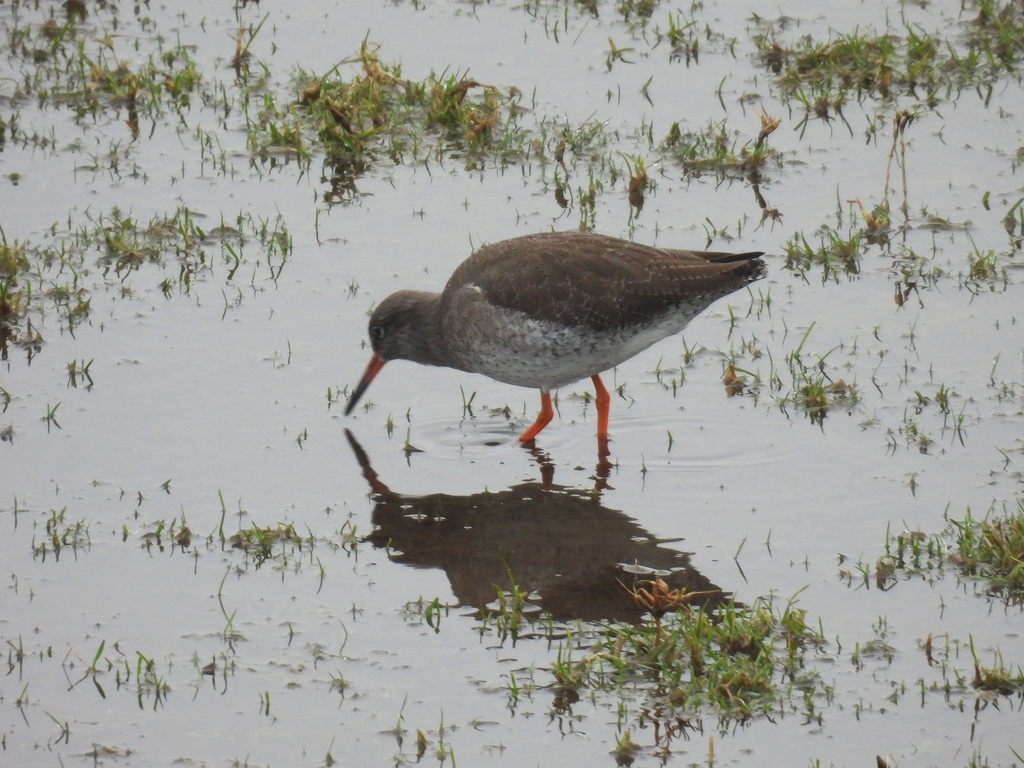 Common Redshank from Gloucestershire, UK on February 14, 2024 at 08:35 ...