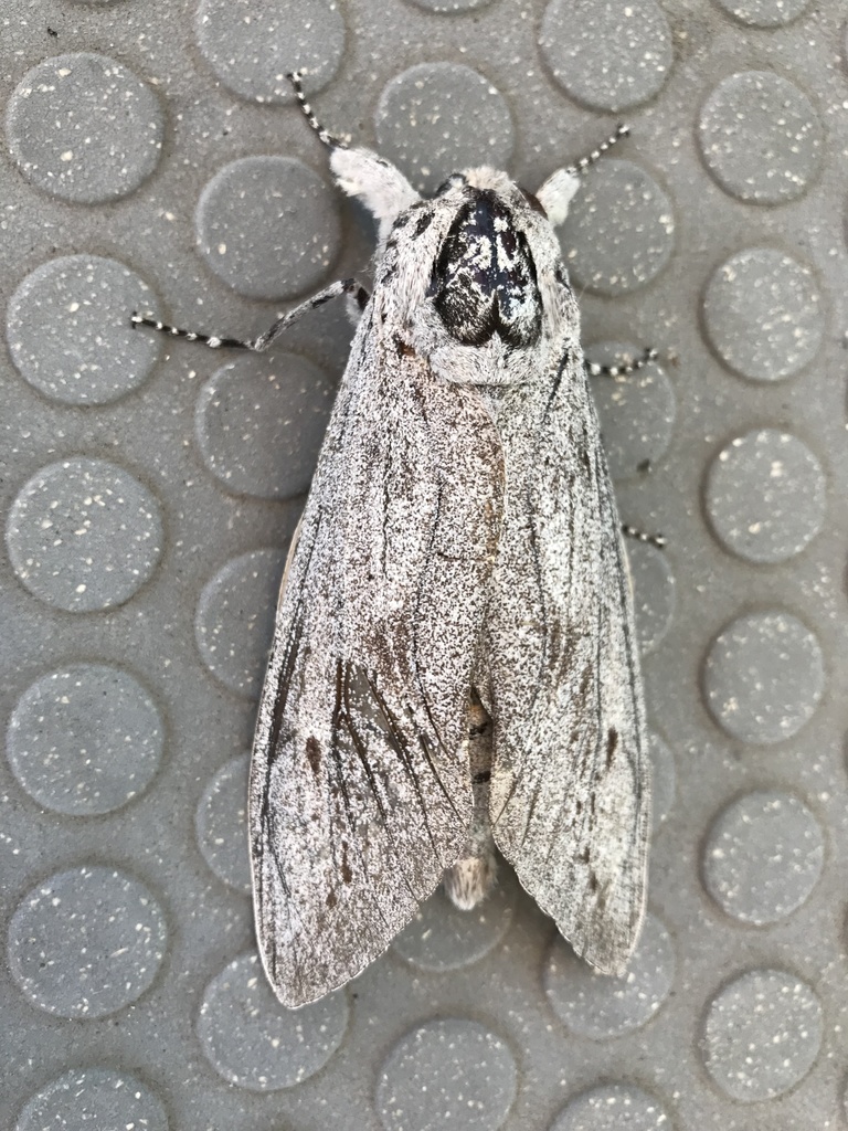 Giant Wood Moth from Brisbane QLD, Australia on December 24, 2018 at 07 ...