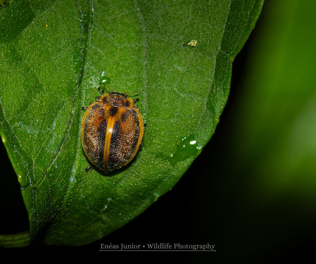 Epilachna clandestina from Igaratá, SP, 12350-000, Brasil on February ...