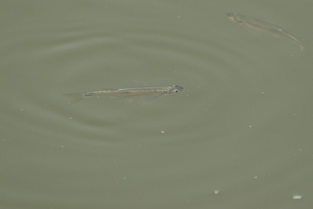 Striped Flying Barb from Chatuchak, Bangkok 10900, Thailand on February ...