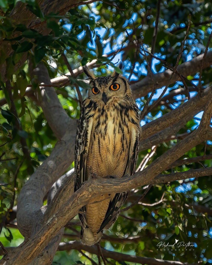 Rock Eagle-Owl from Nanguneri, Tirunelveli, TN, IN on January 28, 2024 at 12:07 PM by Hasheed ...