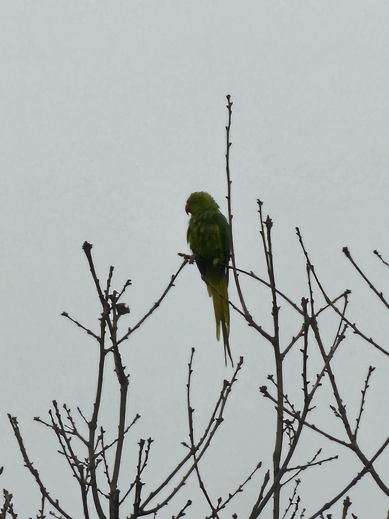 Rose-ringed Parakeet from Sutton Coldfield B75, UK on February 13, 2024 ...