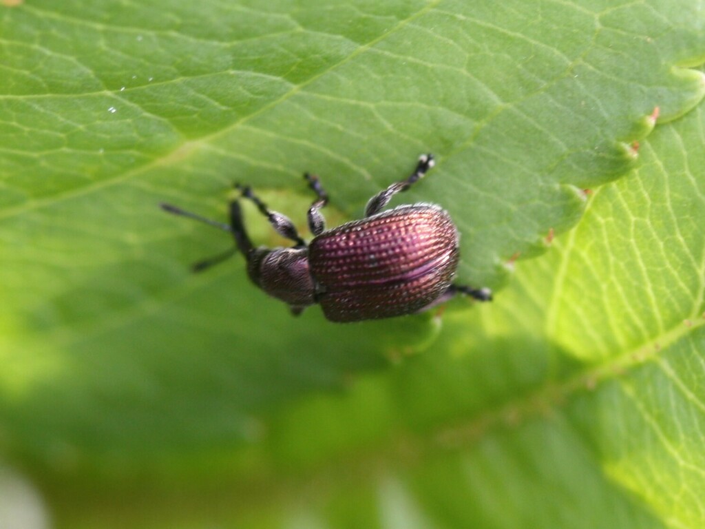 Involvulus cupreus from Солнечногорский р-н, Московская обл., Россия on ...