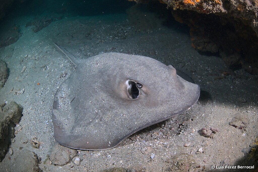 Diamond Stingray (Hypanus dipterurus) - Marine Life Identification