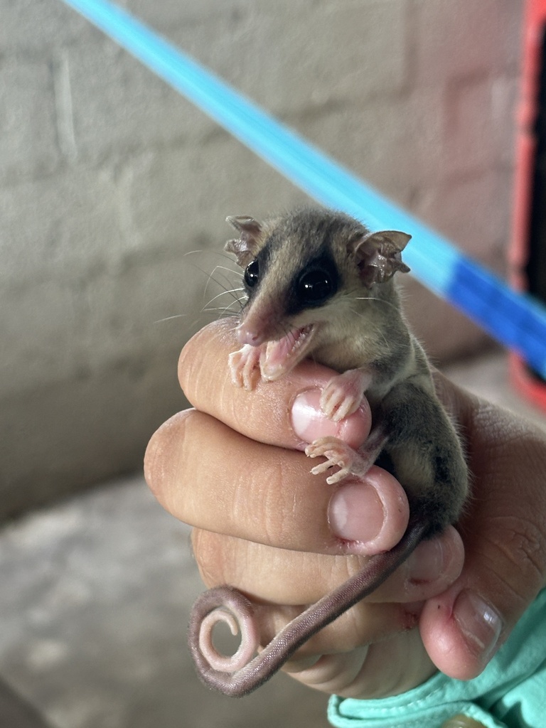Gray Mouse Opossum from Avenida Héroe de Nacozari, Campeche, Camp., MX ...