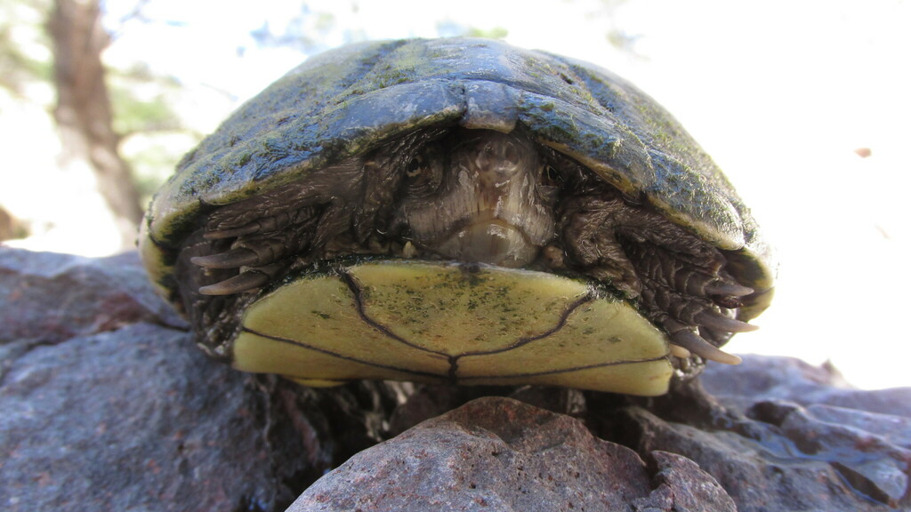 Mud Turtles from Casas Grandes, Chih., México on June 19, 2019 at 03:54 ...