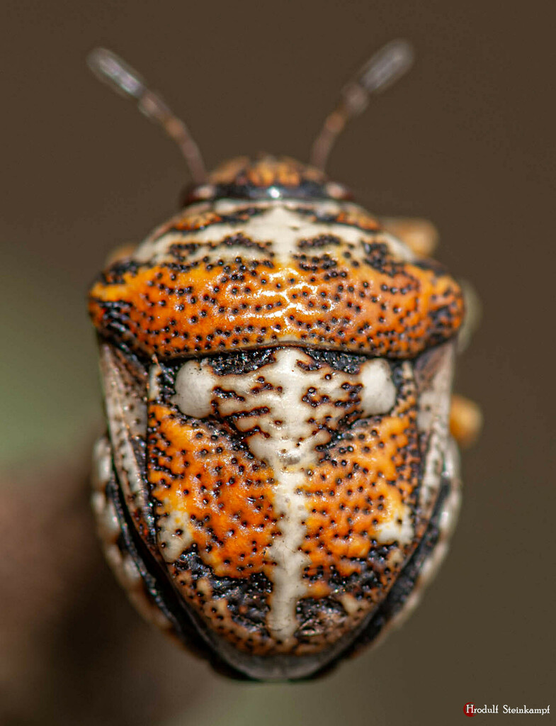 Bolbocoris rufus from Bojanala Platinum District Municipality, South ...