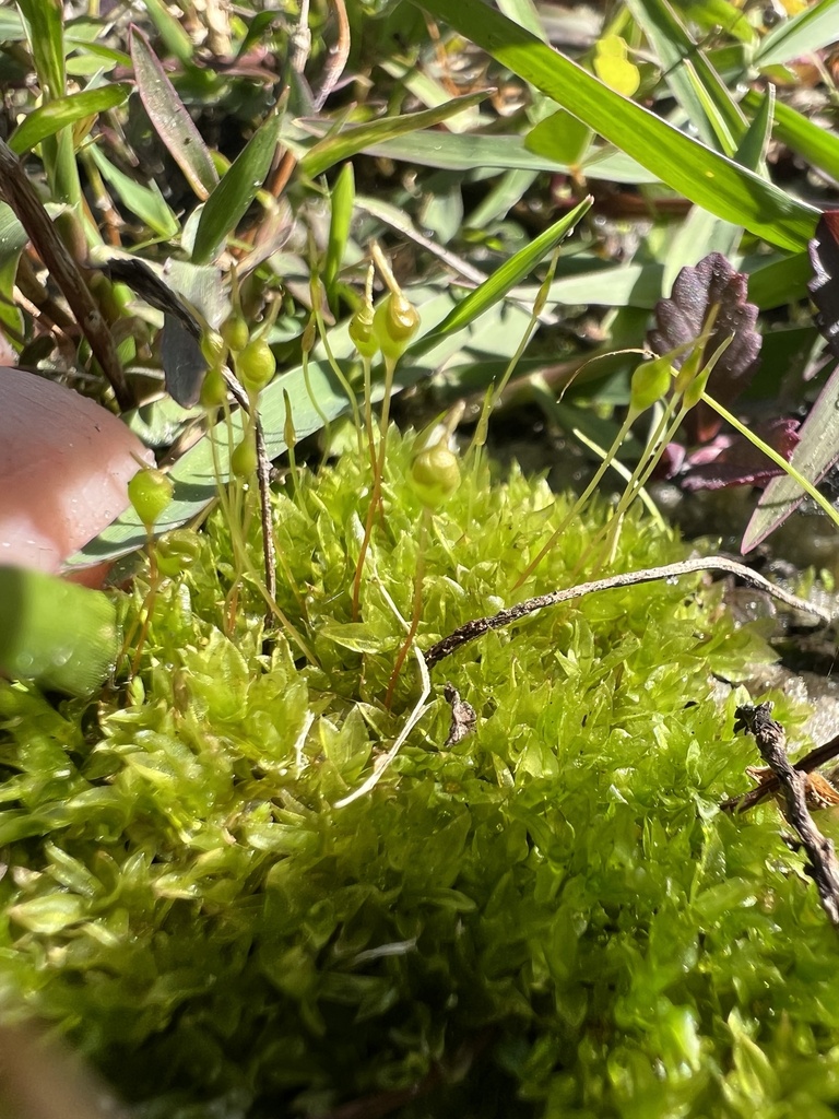 common bladder moss from SE Central Pkwy, Stuart, FL, US on February 14 ...