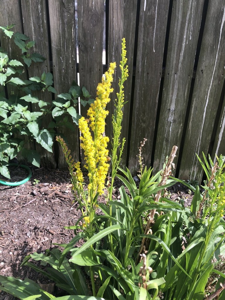 Southern Seaside Goldenrod from Sand Key, Indian Shores, FL, US on ...
