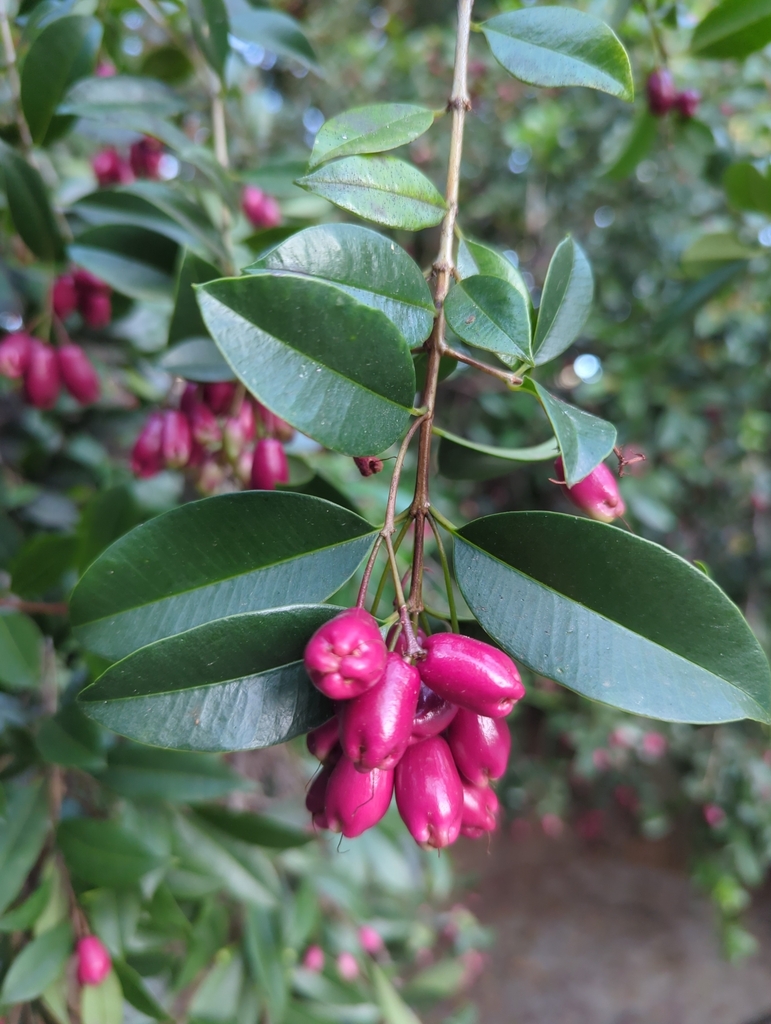 scrub cherry from Parel Vallei, Cape Town, 7130, South Africa on ...