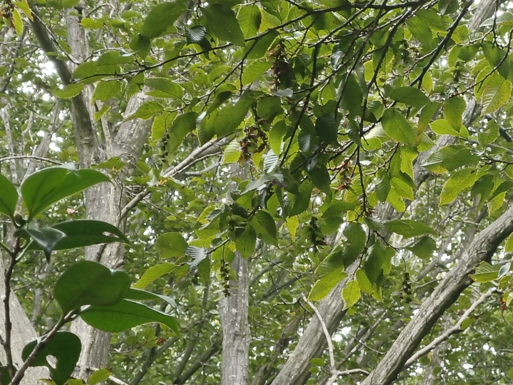 Carpinus putoensis in August 2022 by 李博恒 · iNaturalist