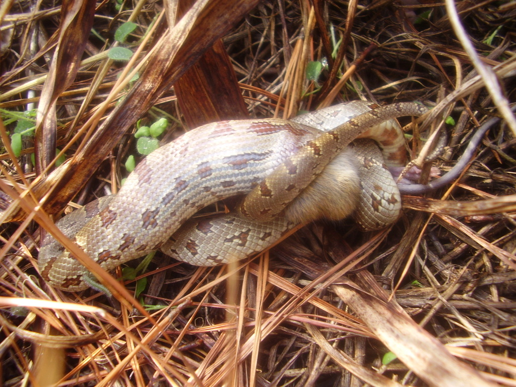 Prairie Kingsnake from Henderson, TX, US on October 28, 2008 at 05:39 ...