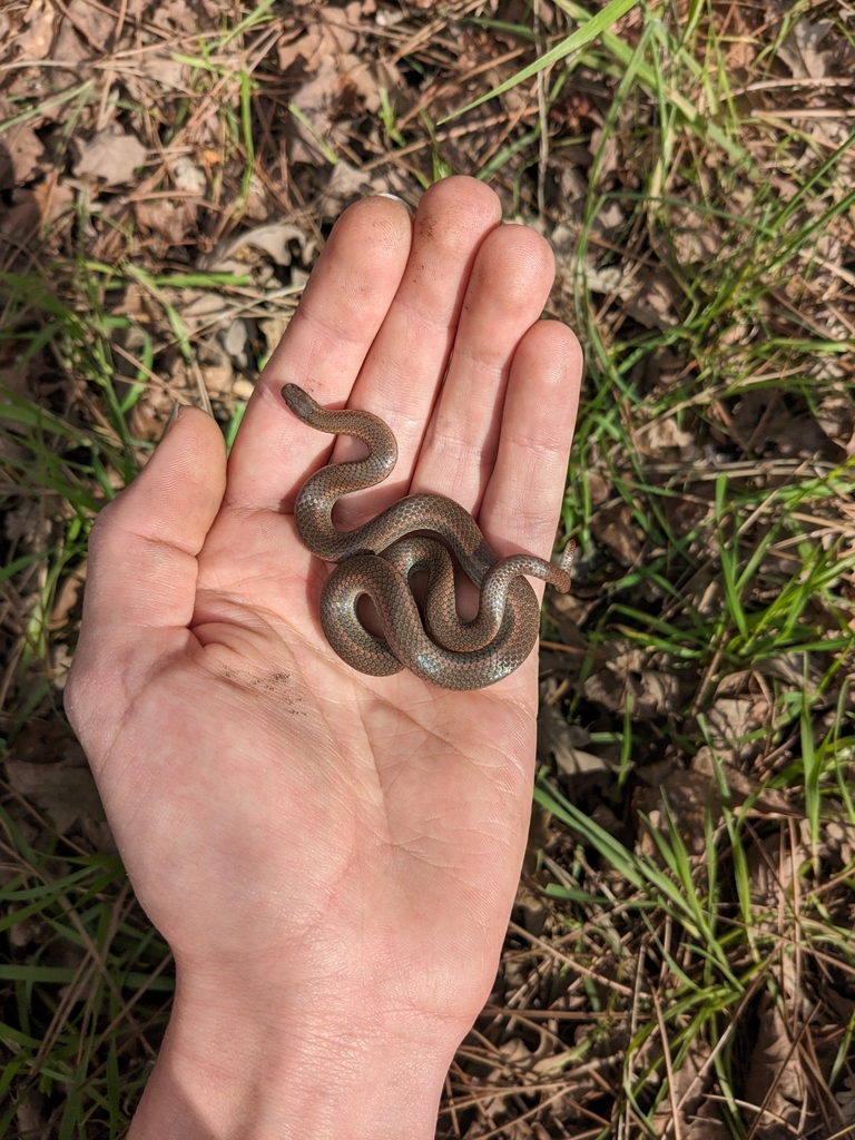 Sharp-tailed Snake from Sonoma, CA 95476, USA on February 9, 2024 at 02 ...