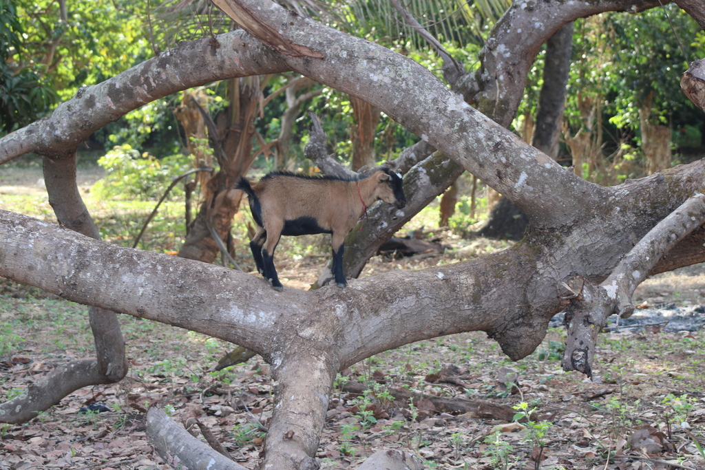Domestic Goat from Bubaque, Guinea-Bissau on June 10, 2023 at 01:29 AM ...