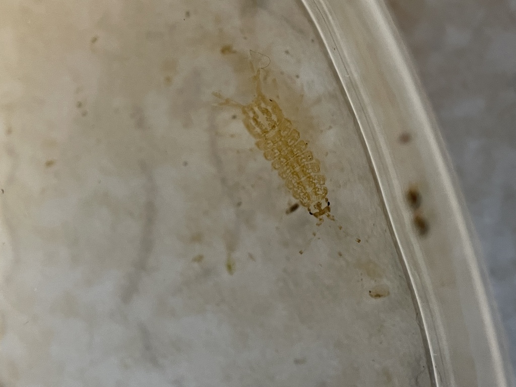 Freshwater Isopods from Trinity River Audubon Center, Dallas, TX, US on ...