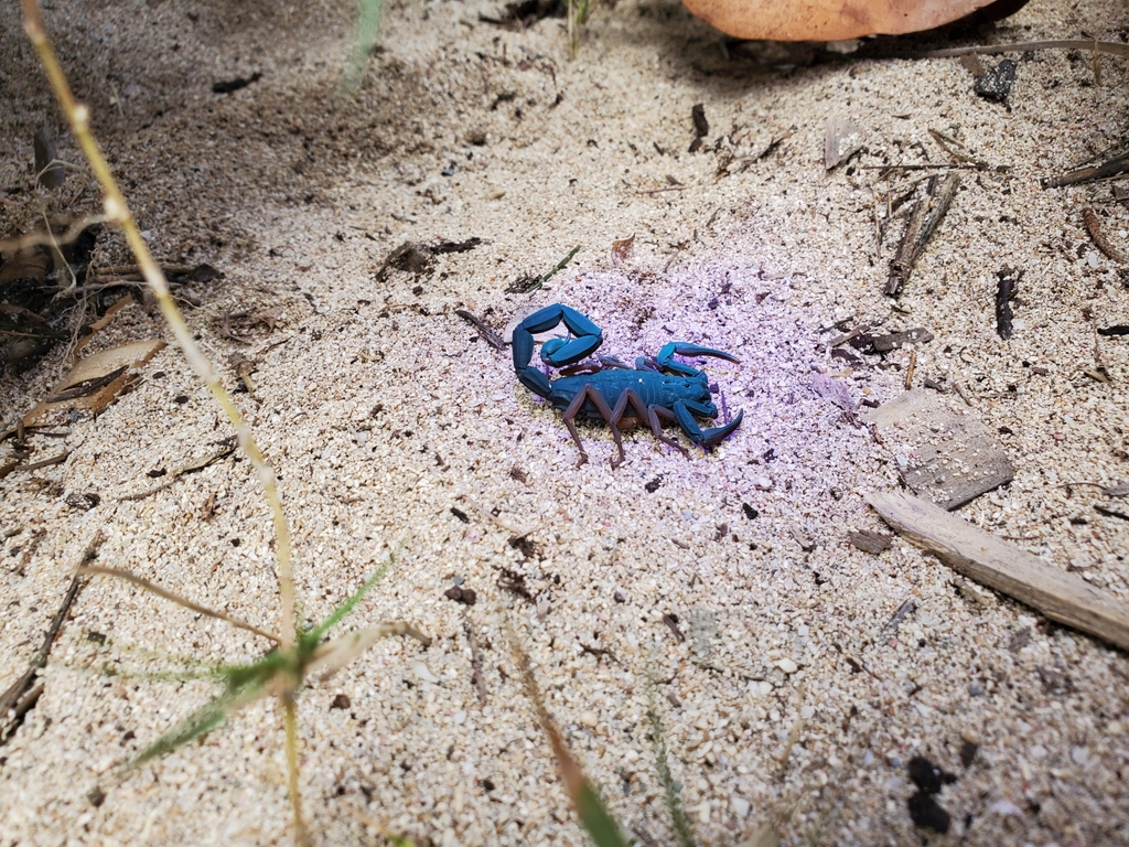 Slender Brown Scorpion from Santa Cruz del Norte, CU-MQ, CU on February ...