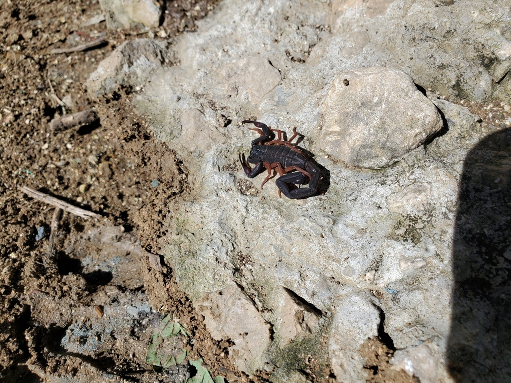 Slender Brown Scorpion from Santa Cruz del Norte, CU-MQ, CU on December ...