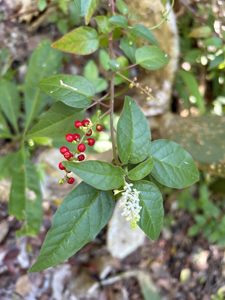 pigeonberry from Cow Key, Key West, FL, US on February 14, 2024 at 03: ...