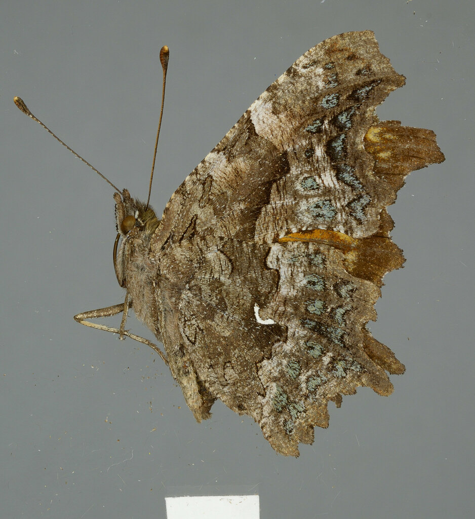 Green Comma from East Kootenay, BC, Canada on May 7, 2001 by Norbert ...