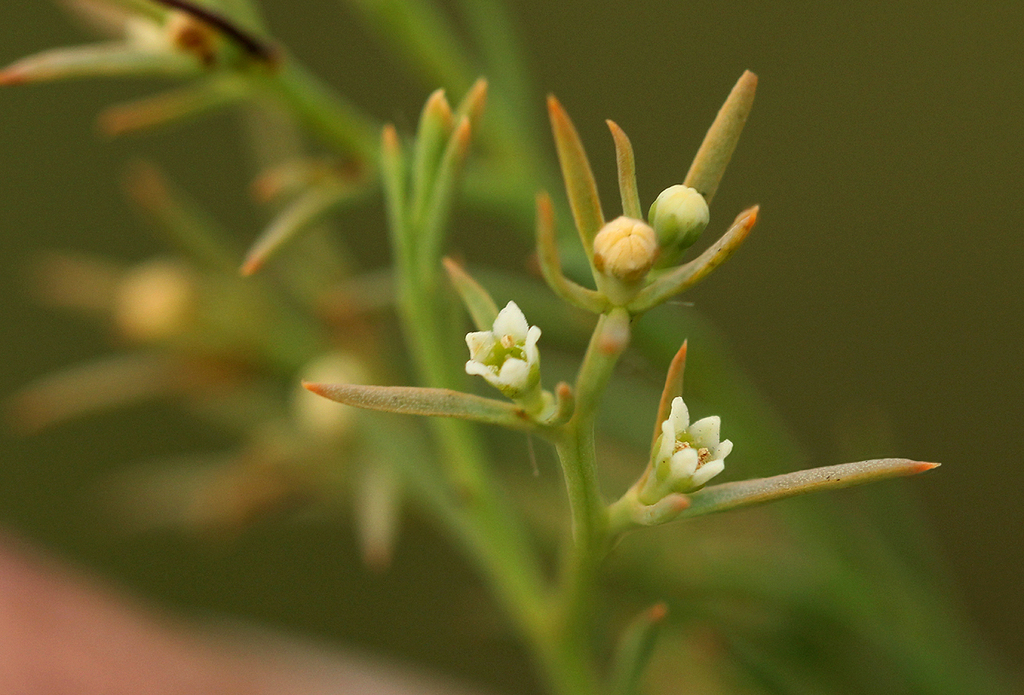 Thesium pygmaeum from Chimanimani National Park, Sussundenga ...