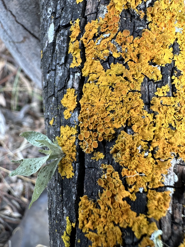 Common Sunburst Lichen from Forest Reefs, NSW, AU on February 15, 2024 ...