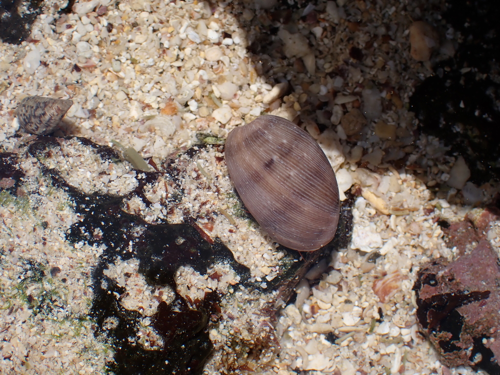 Bulla from Puerto Ayora, Ecuador on February 14, 2024 at 11:07 AM by ...