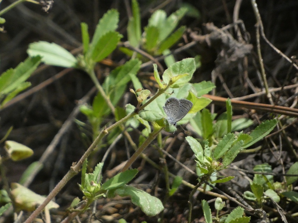 Ramon Blue from Puerto Ayora, Ecuador on February 14, 2024 at 12:27 PM ...