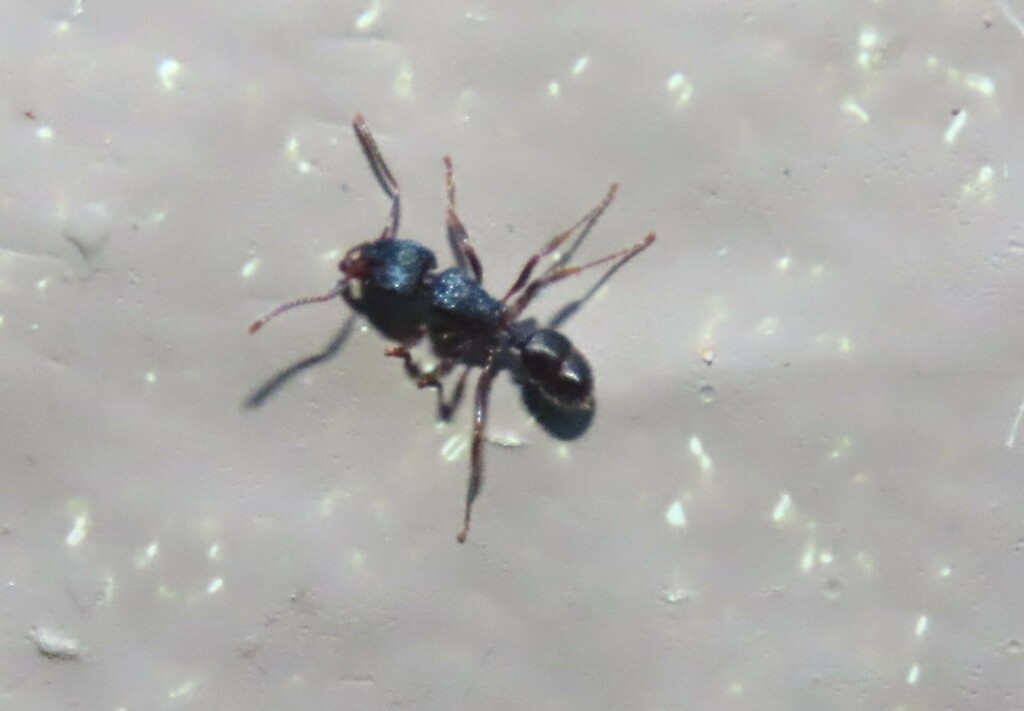Pony Ants from Coomba Park NSW 2428, Australia on February 15, 2024 at ...