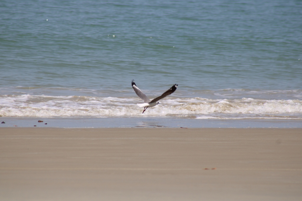 Grey-hooded Gull from Praia de Bruce, Guinea-Bissau on June 10, 2023 at ...