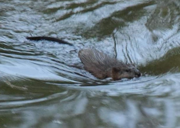 Muskrat from Reynolda Walking Trail, Winston-Salem, NC 27106, USA on ...
