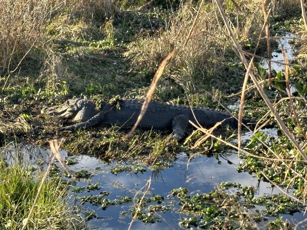 American Alligator from Paynes Prairie Preserve State Park, Micanopy ...
