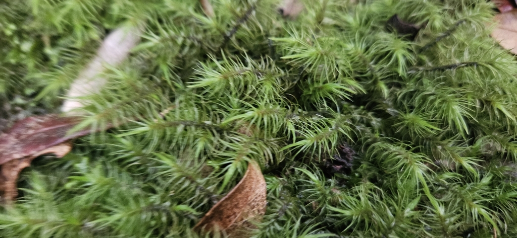 pyrrhobryum moss from Blue Mountains, NSW, Australia on February 15 ...
