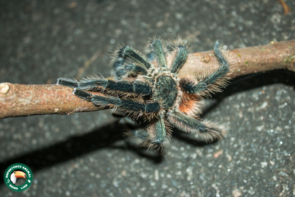 Brazilian Red Birdeater from Instituto Serra do Tangará - Piraí on ...