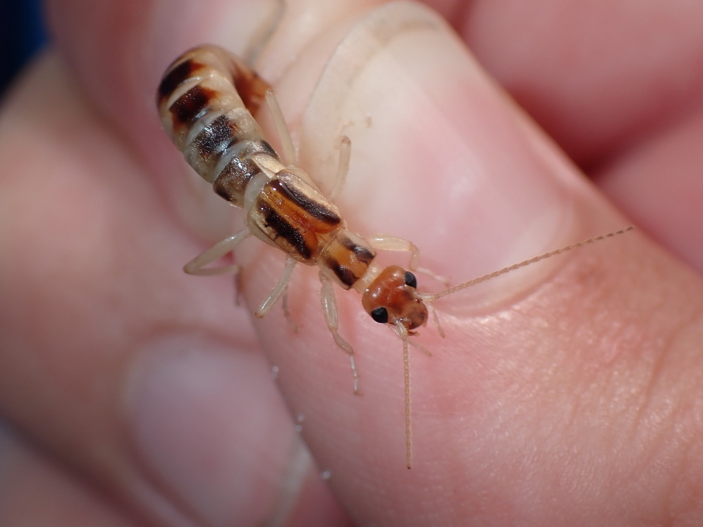 Shore Earwig from Vamo, FL, USA on January 5, 2022 at 10:48 AM by Ali ...