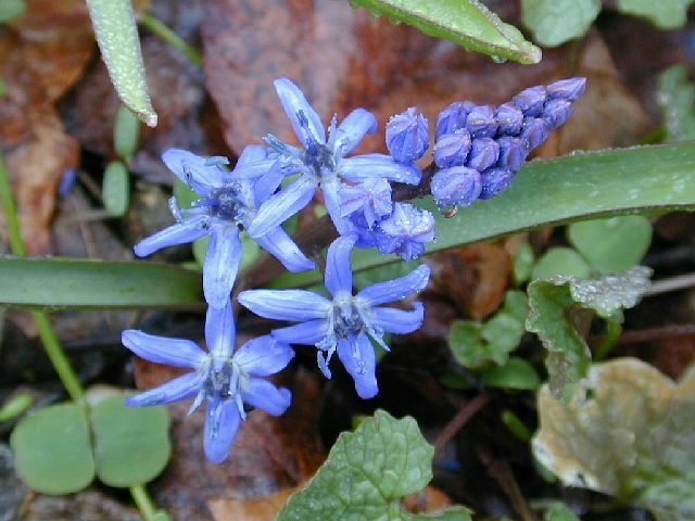 Squills from Muttontown, NY, USA on April 8, 2001 at 12:54 PM by ...