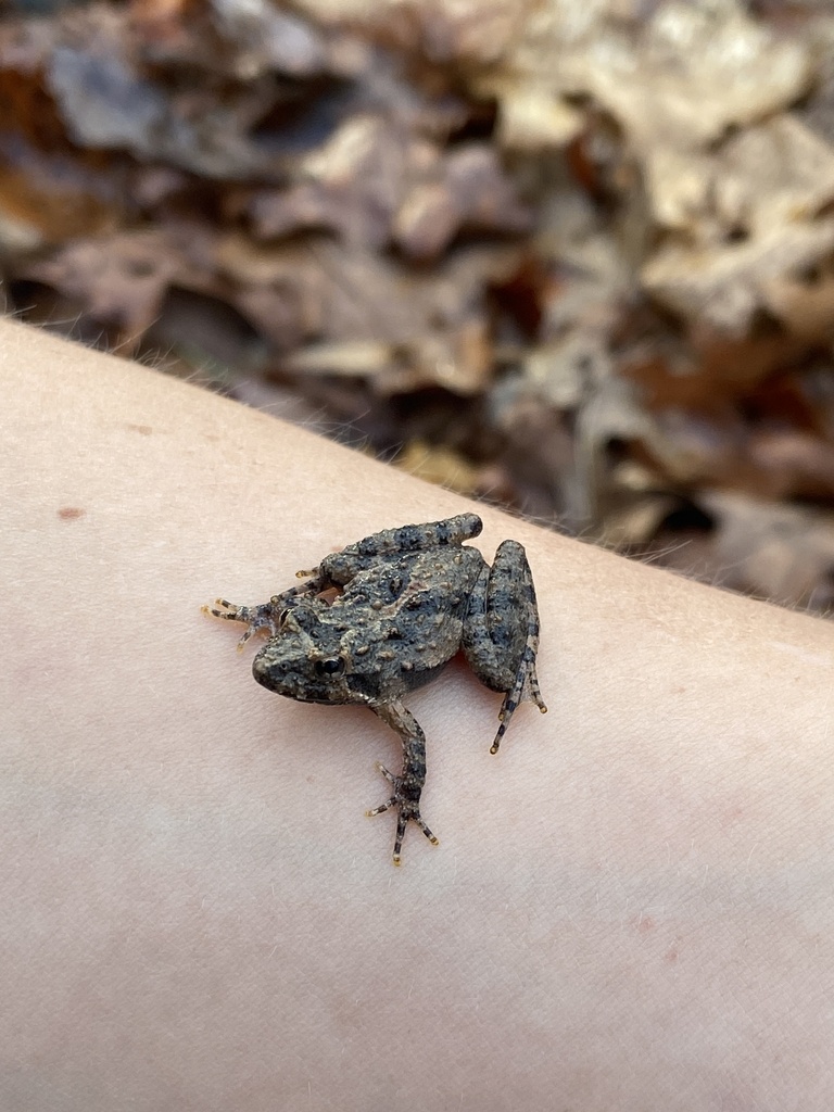 Northern Cricket Frog from Durham, NC, US on February 10, 2024 at 04:05 ...