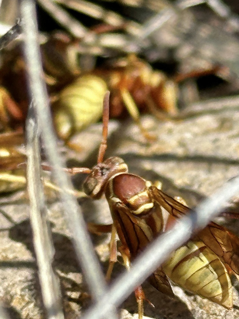 fuscatus-group Paper Wasps from Mission Trails Regional Park, San Diego ...