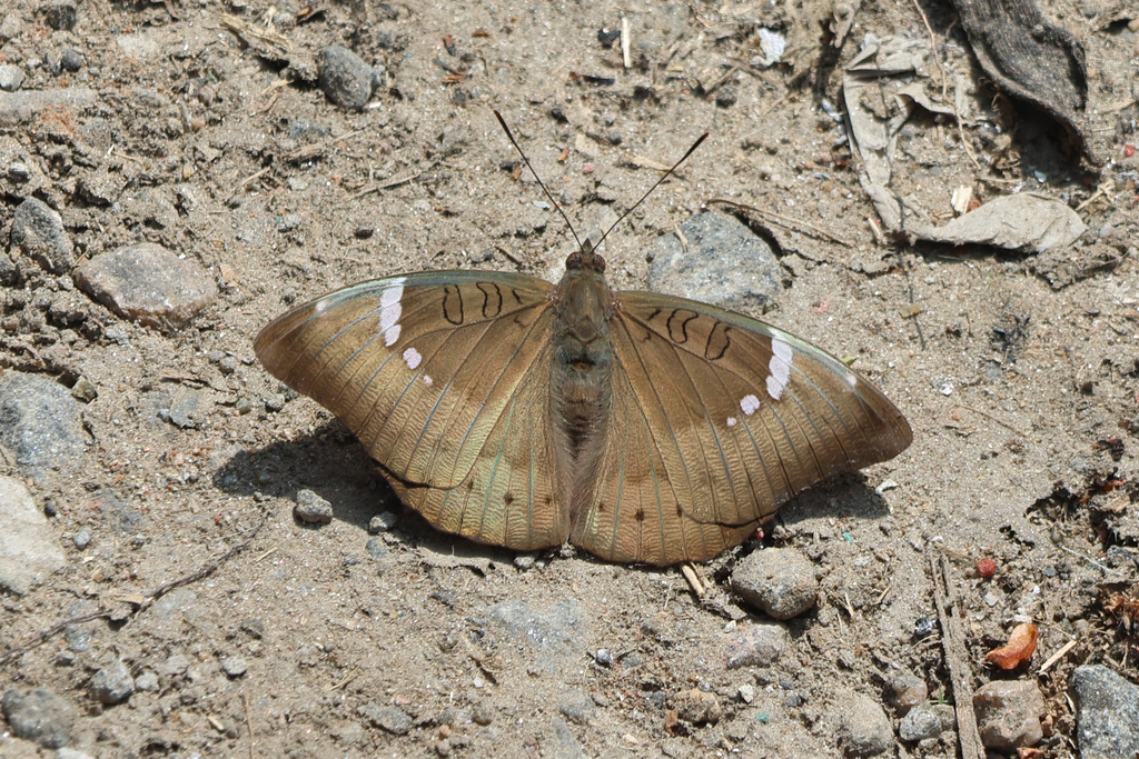 Common Baron from Thekkady, Kumily, Kerala, India on January 24, 2024 ...
