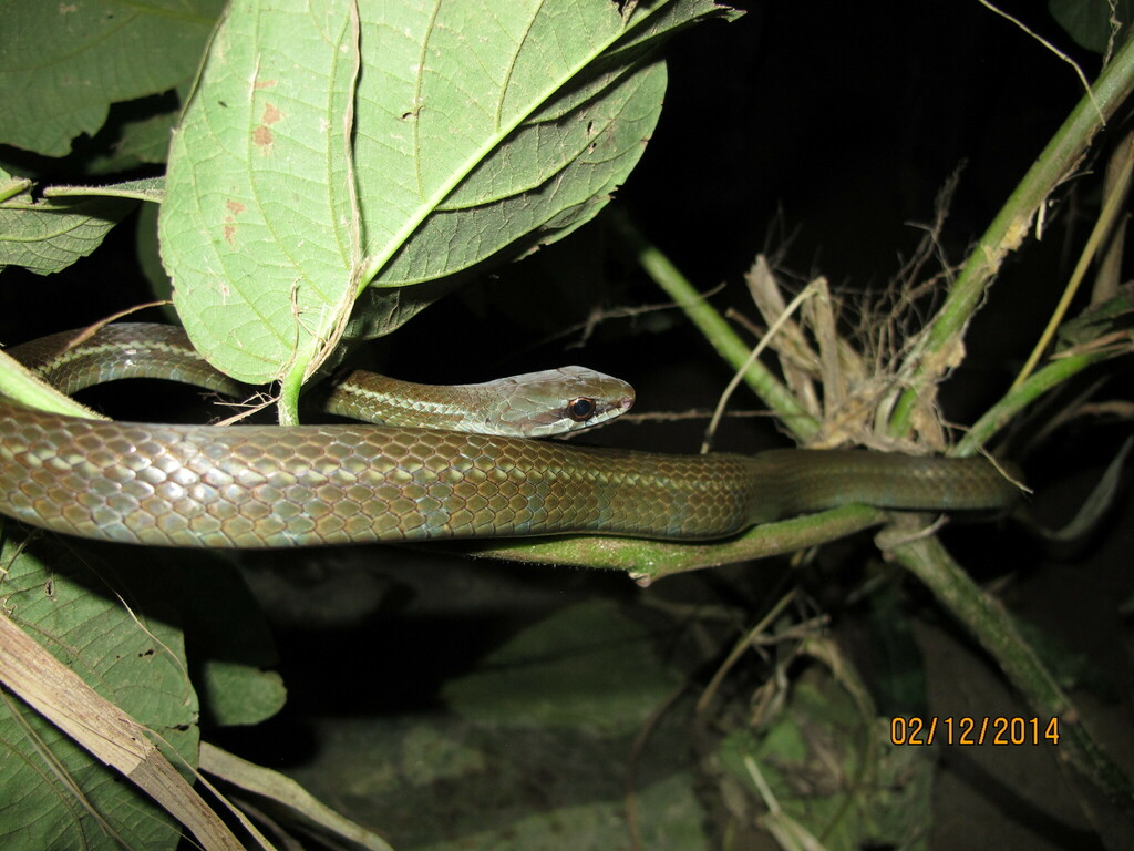 Cope's Tropical Racer from Santo Domingo, Ecuador on February 12, 2014 ...