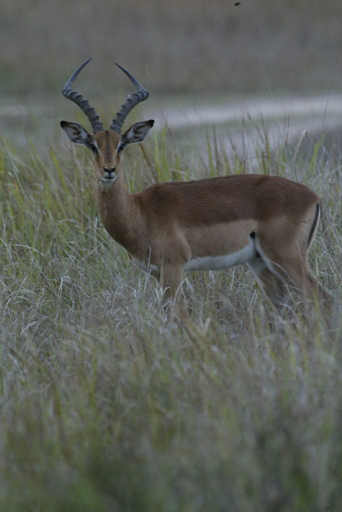 Impala from Tembe Elephant Park on August 16, 2014 by imdezus · iNaturalist