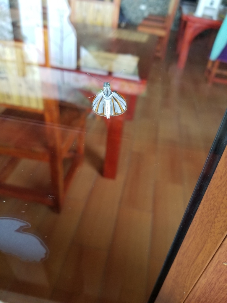 Silver-plated Skipper from Archidona, EC-NA, EC on February 13, 2024 at ...