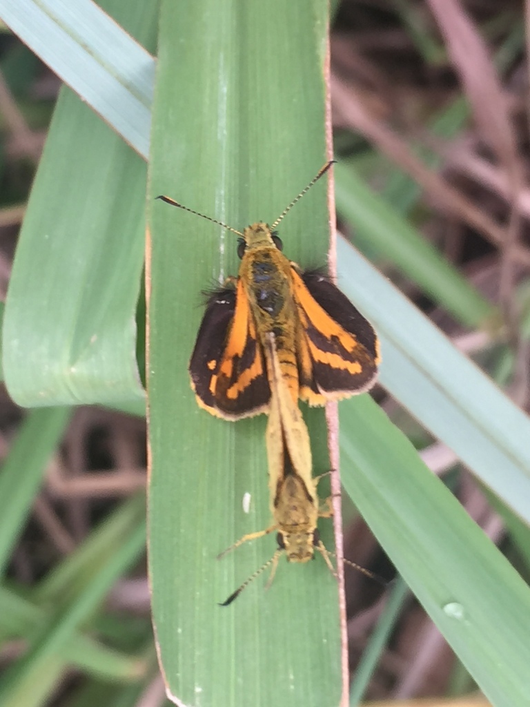 narrow-brand grass-dart from 58 Bokhara Cct Kaleen, ACT, Australia on ...