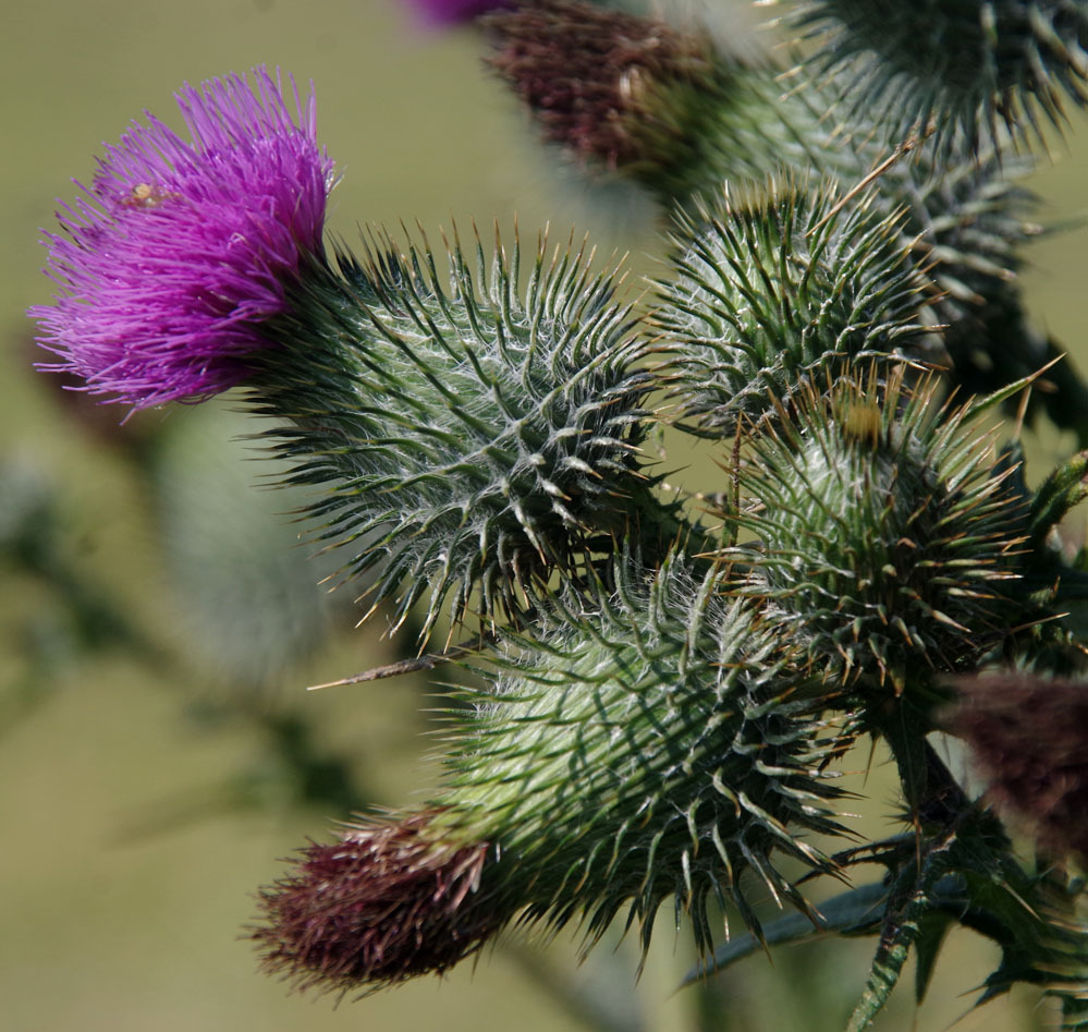 Bull Thistle from Evelyn QLD 4888, Australia on September 11, 2013 at ...