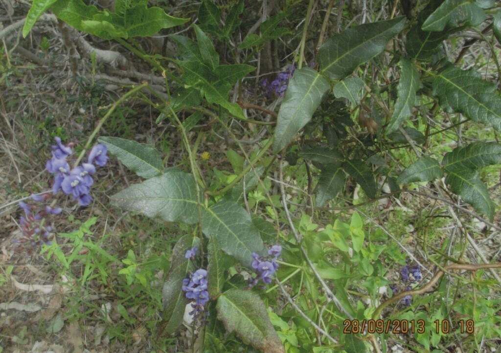 Native wisteria from Perth WA, Australia on September 28, 2013 at 10:18 ...