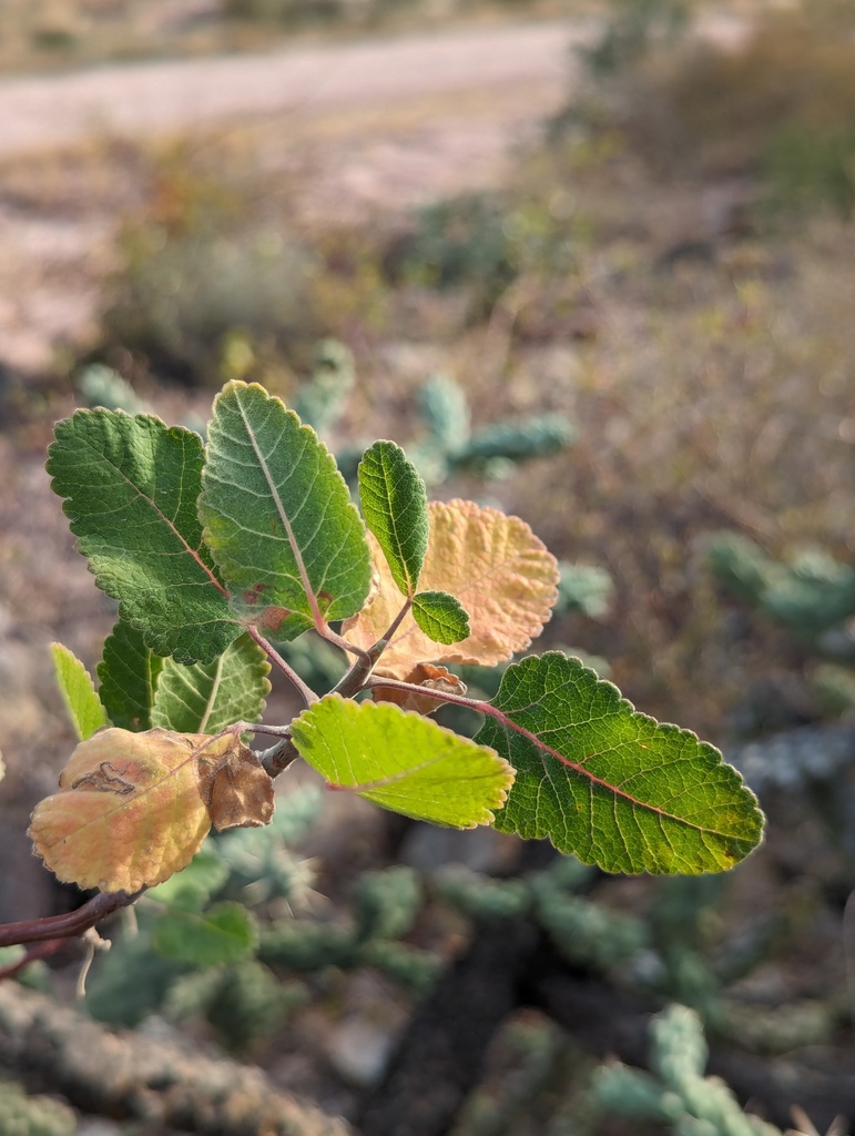 Red Elephant Tree from La Paz, B.C.S., México on February 14, 2024 at ...